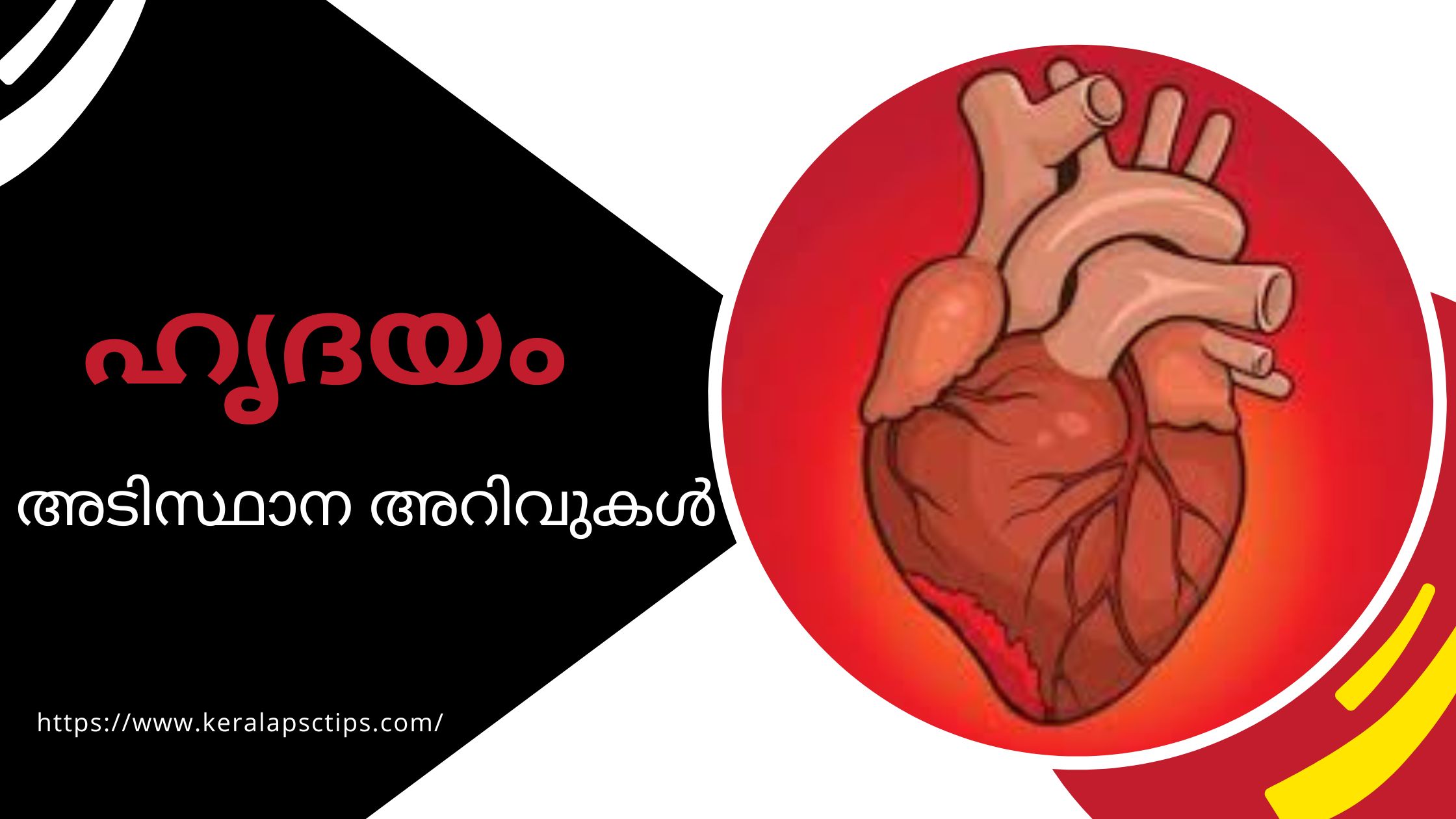 Human Heart -The Heart Is A Fist-sized Organ That Pumps.....